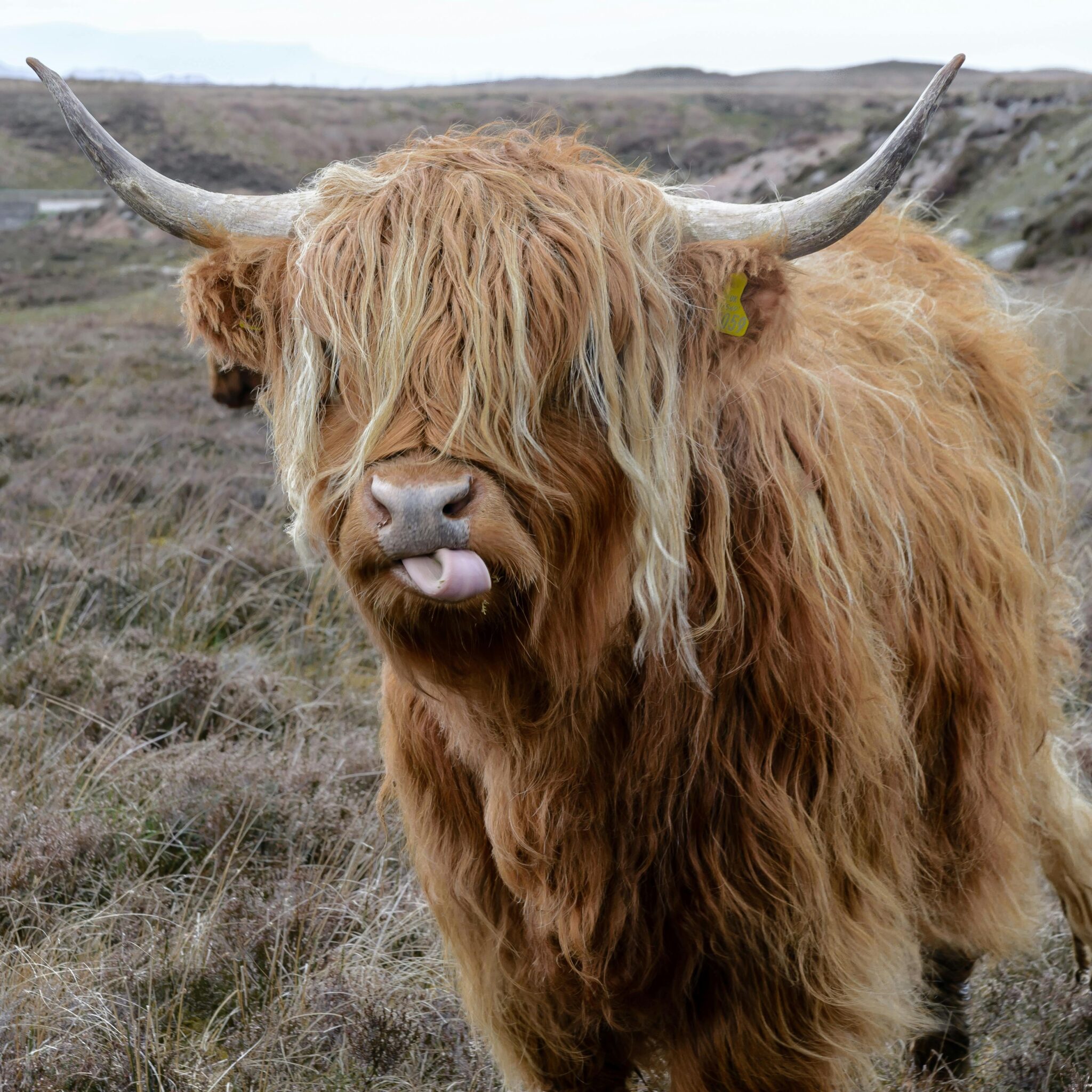 Veterinarians Near Me | Okotoks Veterinary Clinic | Okotoks, AB